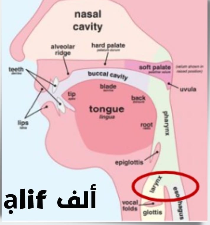 How to pronounce the letter ảlĩf̊ (أ)? | Arabic Alphabet Academy