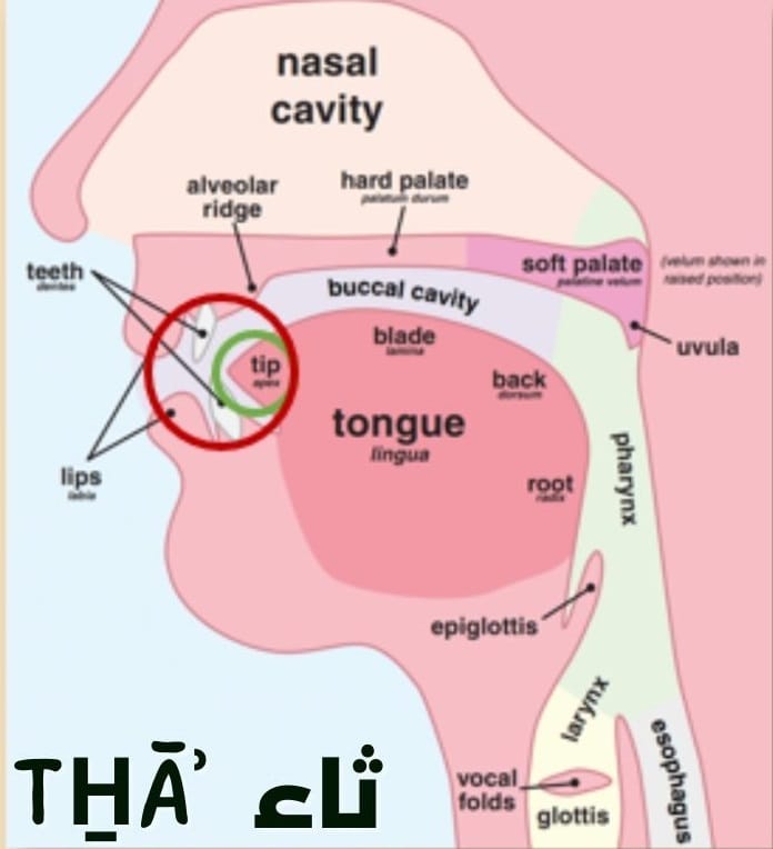 How to pronounce the letter tẖāʾ (ث)? | Arabic Alphabet Academy