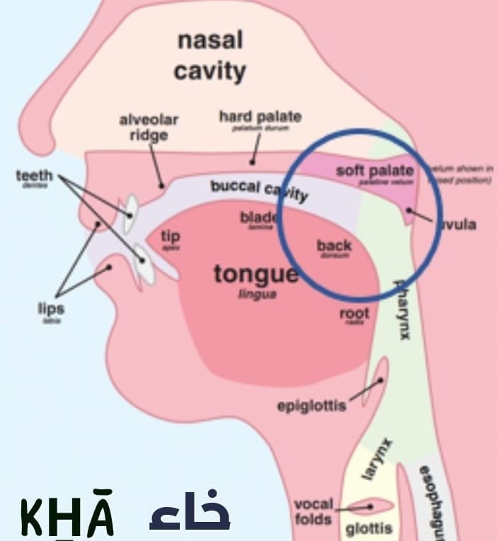 How to pronounce the letter kẖāʾ (خ)? | Arabic Alphabet Academy