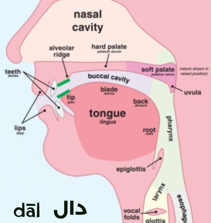 How to pronounce the letter dāl (د)? | Arabic Alphabet Academy