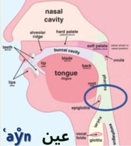 How to pronounce the Arabic letter a'yn (ع)? - Arabic Alphabet Academy