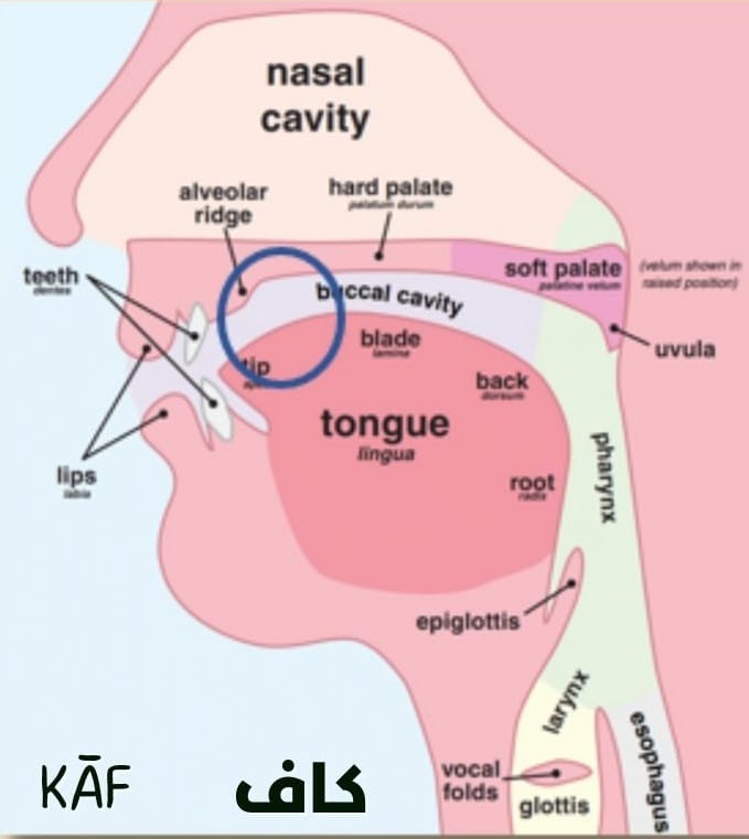 How to pronounce the letter kāf (ك)?
