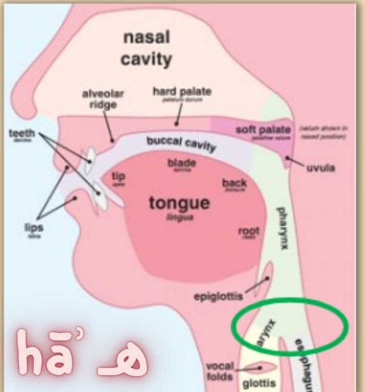 How to pronounce the letter hāʾ (ه / هـ)? - Arabic Alphabet Academy
