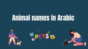 Animal names in Arabic - Arabic Alphabet Academy